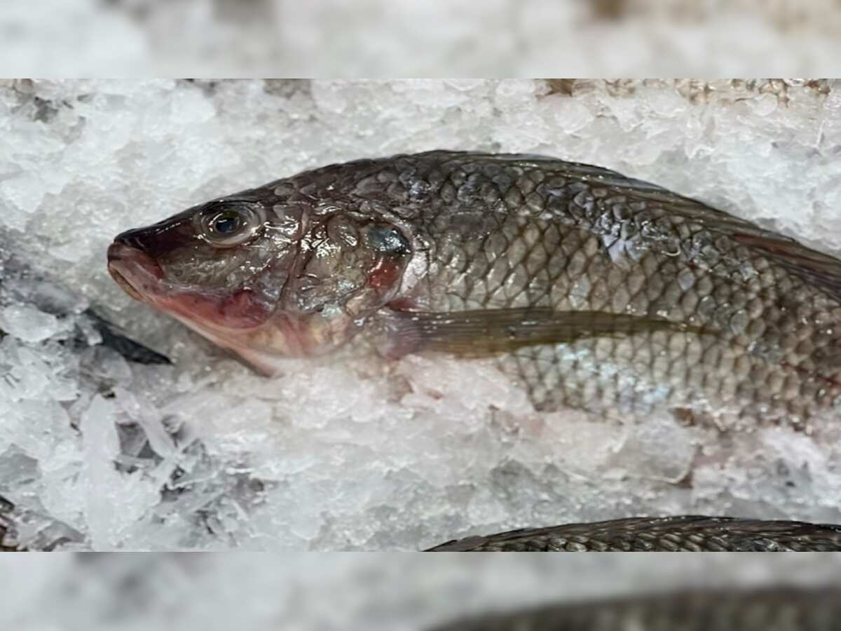 145 देशों में होता है इस मछली का उत्पादन, भारत में बढ़ावा देने के लिए ...