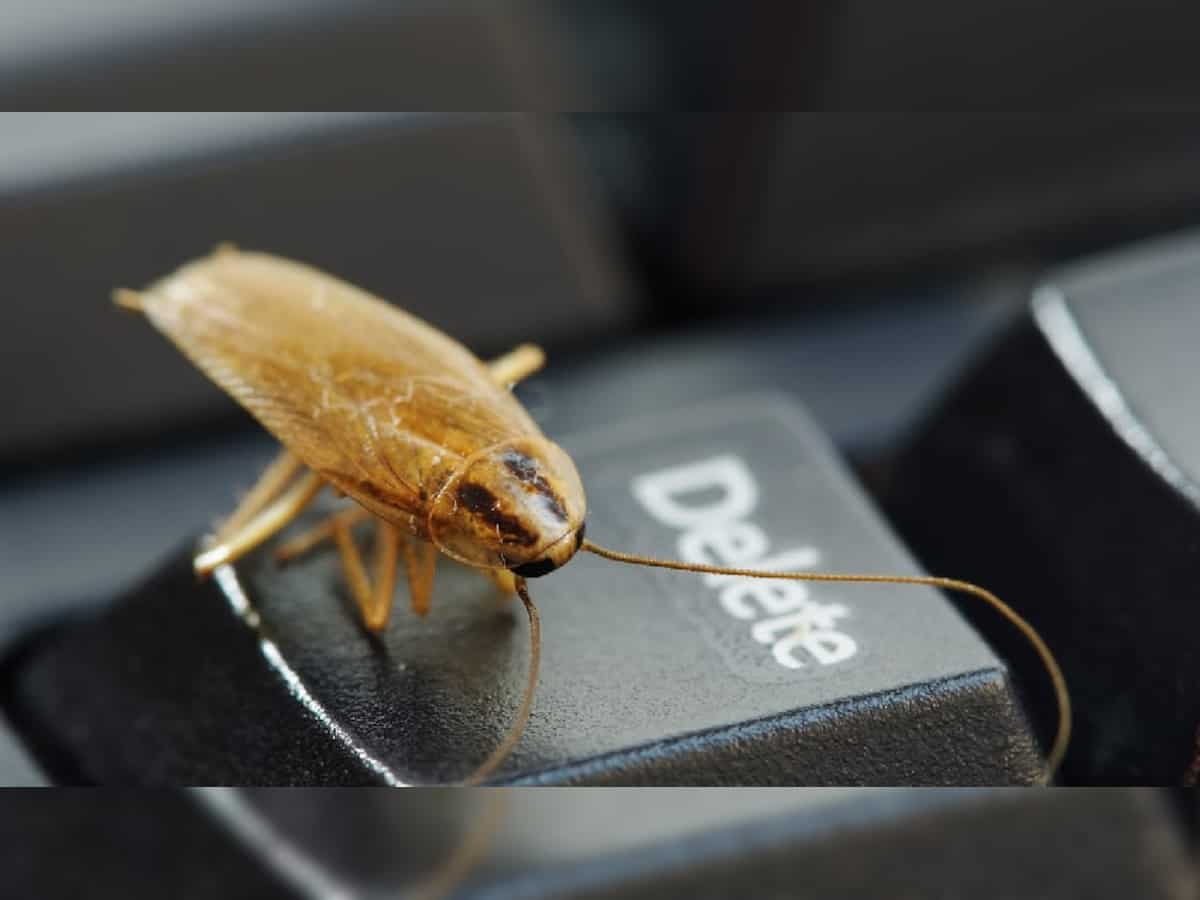 घर के कोनों में ही नहीं स्टार्टअप की दुनिया में भी है ‘Cockroach’, जानिए क्या होता है कॉकरोच ...