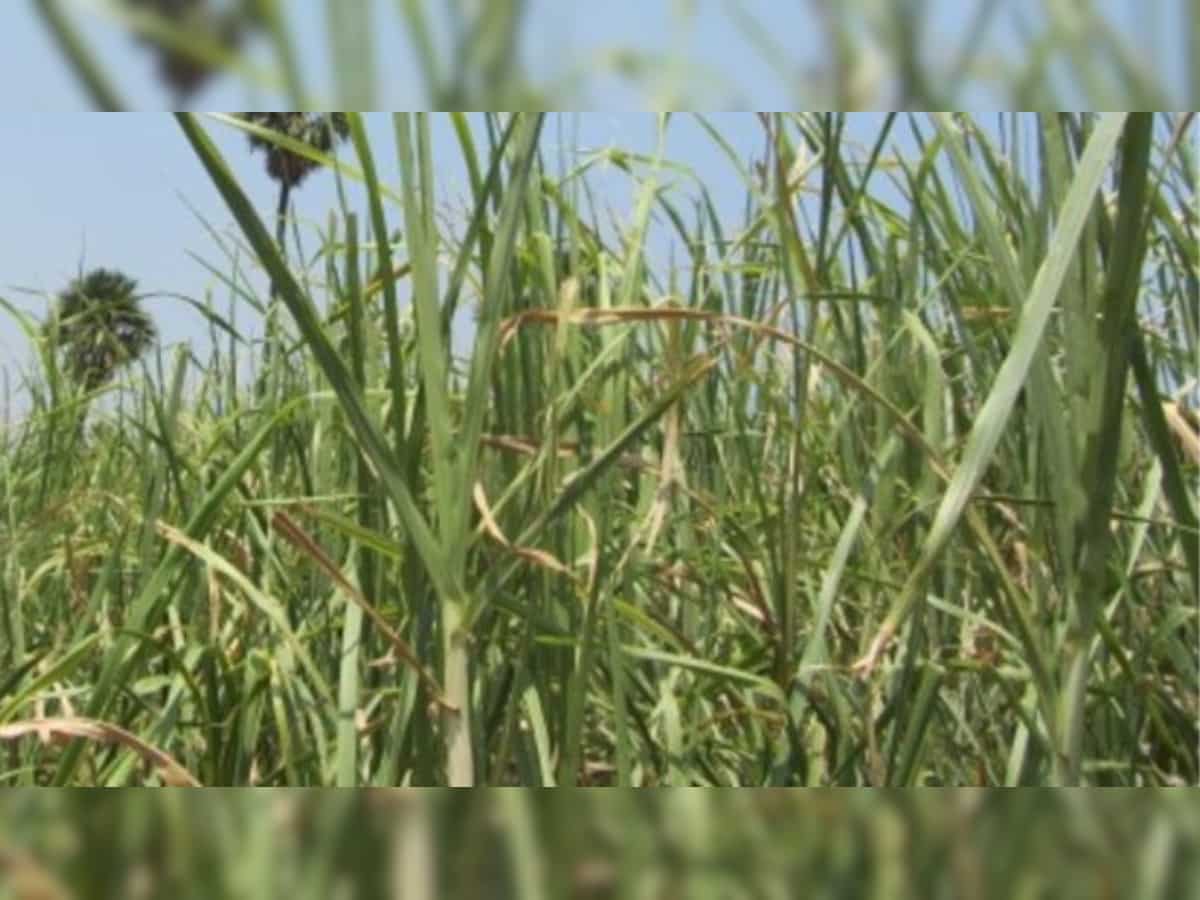 कम खर्च में शानदार कमाई का मौका, इस घास की खेती किसानों को बना देगी ...
