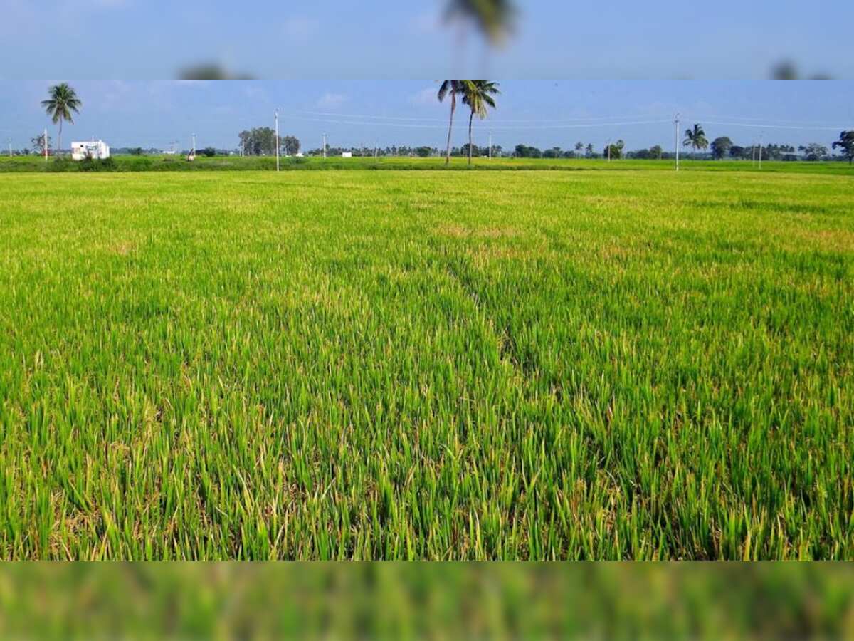 धान नहीं इस फसल की खेती को बढ़ावा देगी पंजाब सरकार, बीज पर मिलेगी 33% ...