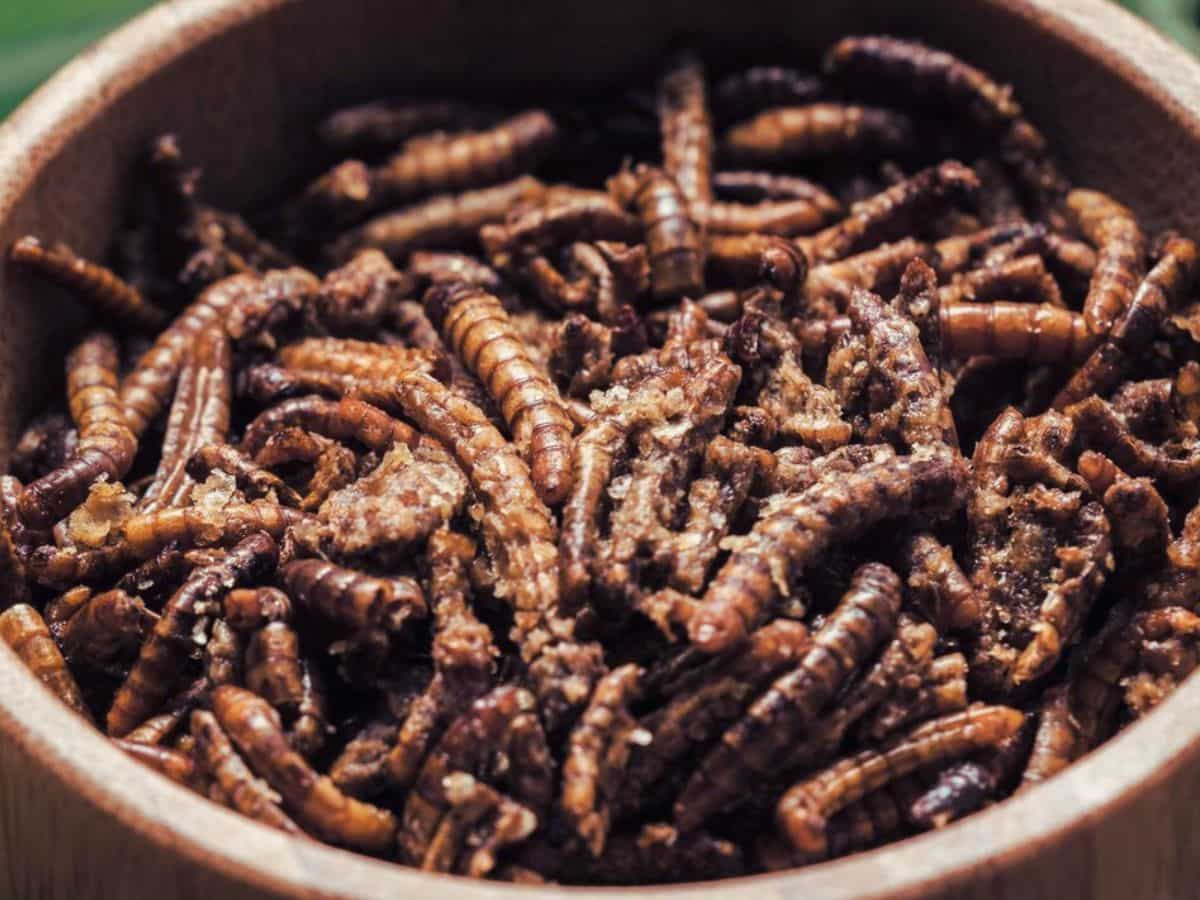 कीड़े जैसी दिखने वाली यह जड़ी-बूटी कई बीमारियों का है काल, कीमत 23 लाख ...