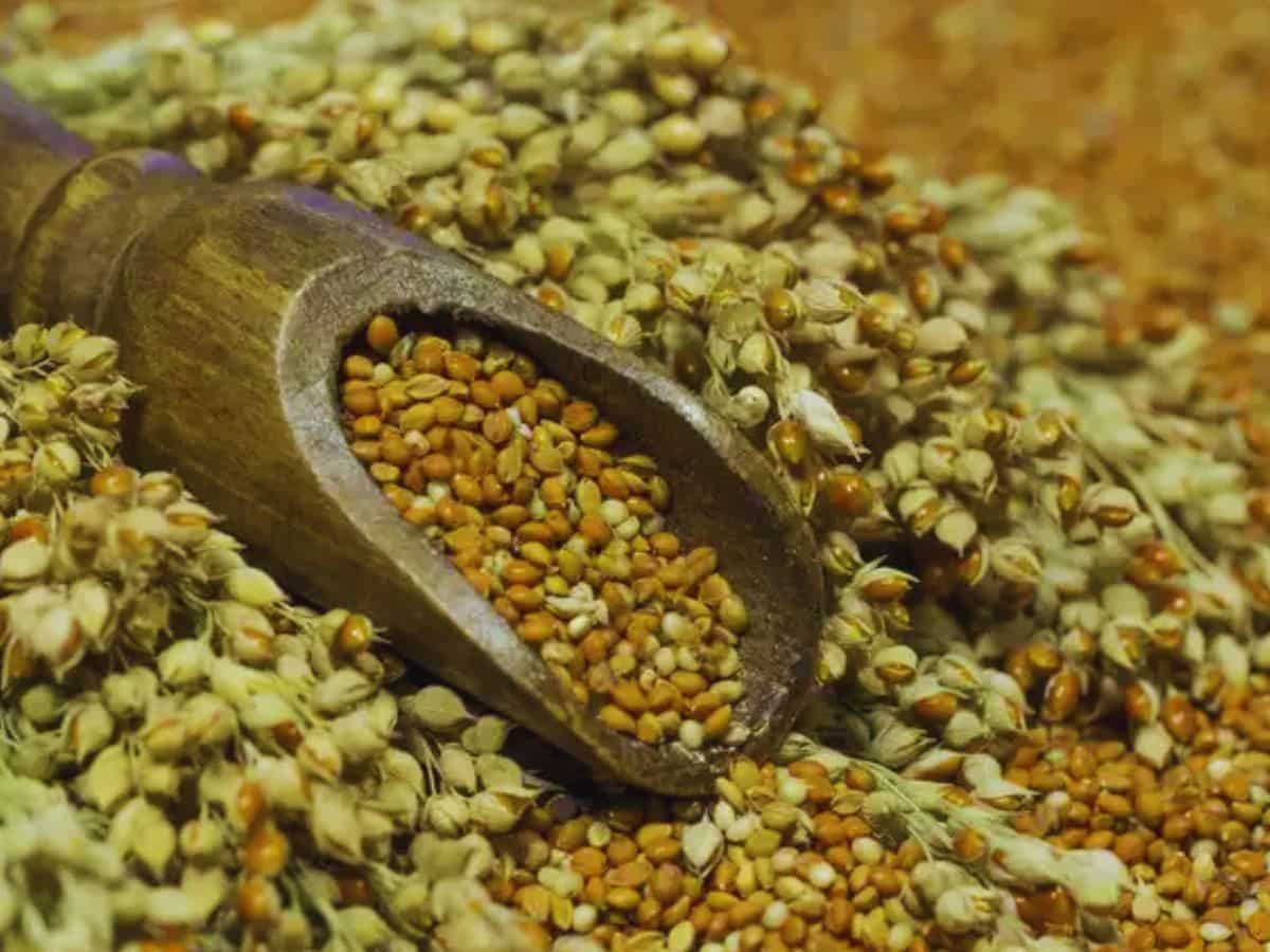 बाजरा बीज गुणवत्ता पर सरकाकर का जोर, कृषि वैज्ञानिकों से उच्च गुणवत्ता ...