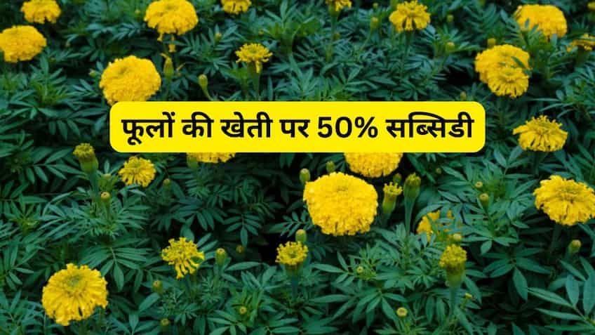 ये फूल नहीं किसानों का है ATM! सरकार से ₹40 हजार लेकर शुरू करें खेती ...