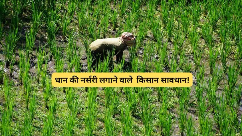 धान की नर्सरी में लापरवाही से हो सकता है बड़ा नुकसान, ऐसे करें सही देखभाल