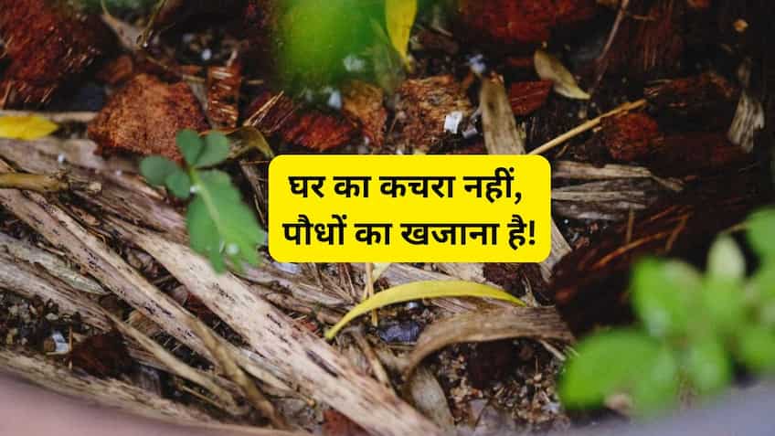 Kitchen Gardening Tips: छत या बालकनी में गार्डनिंग करते हैं? जानिए रसोई ...