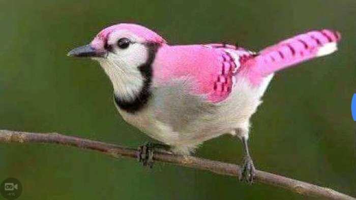 शेयर बाजार | Zee Business