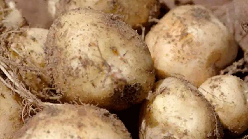 La Bonnotte Potatoes | Zee Business Hindi