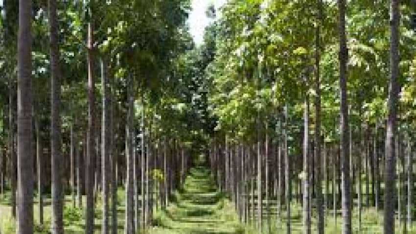 Mahogany Tree Farming: ये पेड़ आपको बनाएगा करोड़पति, जानिए क्या है इसकी ...