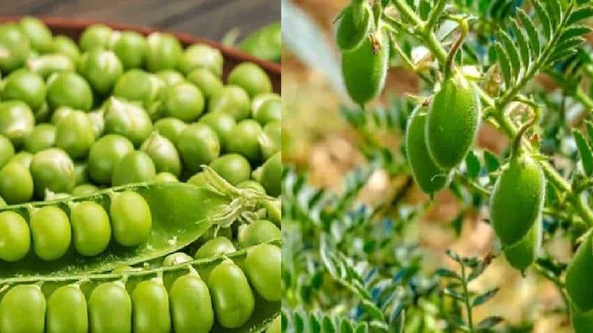 agriculture gram peas cultivation farmers do these things to protect ...
