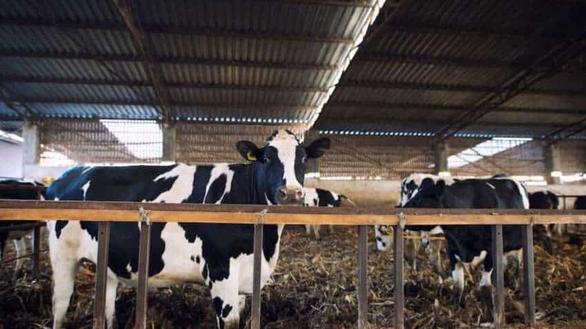 Dairy Farming: डेयरी खोल करें तगड़ी कमाई, यहां दुधारू पशु खरीदने पर मिल ...