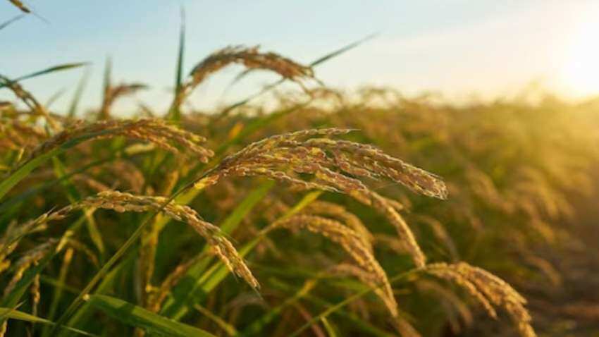 धान की फसल में भूना तना महुआ कीट का प्रकोप, समय रहते करें इन दवाइयों का ...