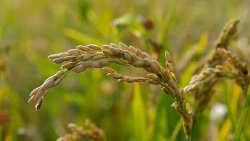 Paddy Crop: बाढ़ के बावजूद पंजाब में धान की बंपर पैदावार की उम्मीद ...