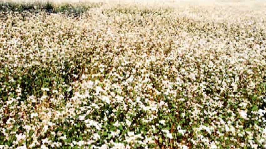 धान, गेहूं से ज्यादा फायदेमंद है इस फसल की खेती, जानिए उन्नत किस्में और ...