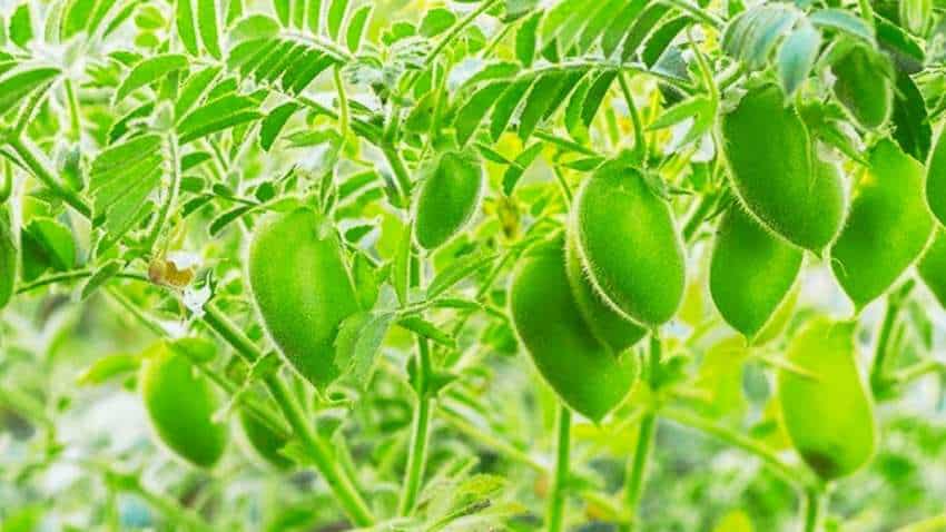 Gram Farming: चने की रिकॉर्ड पैदावार के लिए ये काम जरूर करें किसान ...
