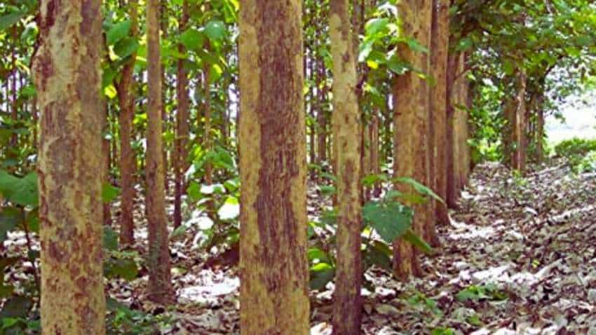 निजी भूमि पर उगे सागौन की कटाई में छूट दें राज्य सरकारें, किसानों की ...