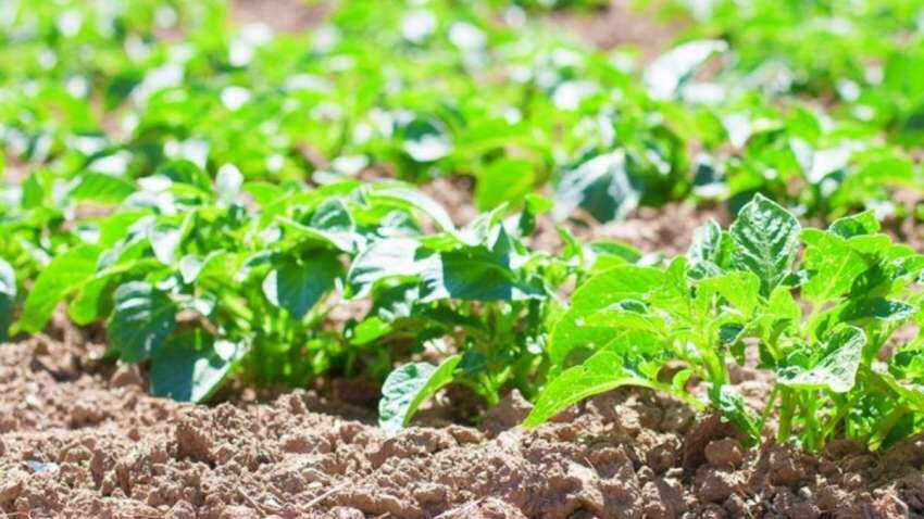 प्याज के बाद अब आलू हो सकता है महंगा, इस राज्य में पैदावार घटने से ...