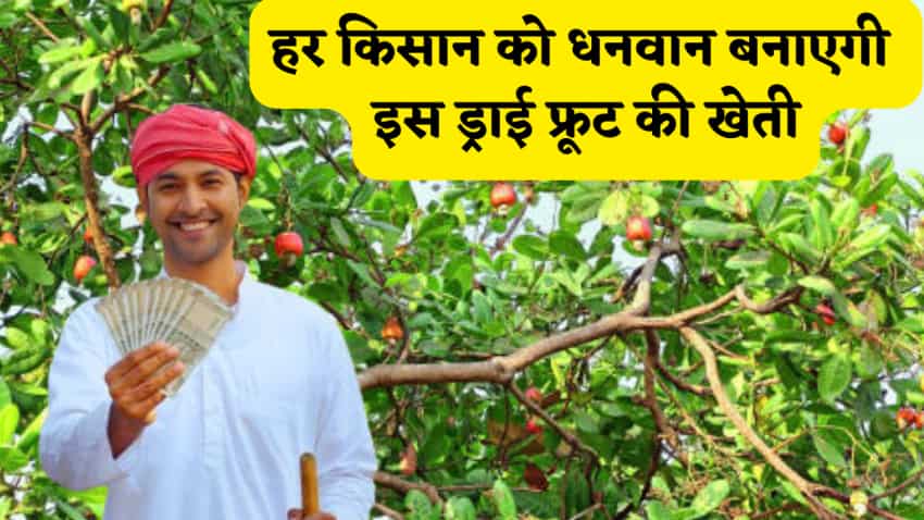 खेत में उगा लिया ये एक ड्राई फ्रूट तो पक्का आप पर होगी पैसों की होगी ...