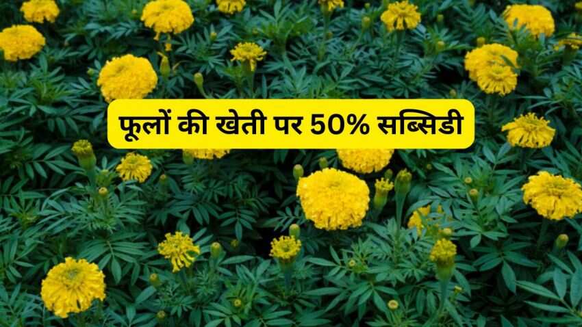 ये फूल नहीं किसानों का है ATM! सरकार से ₹40 हजार लेकर शुरू करें खेती ...