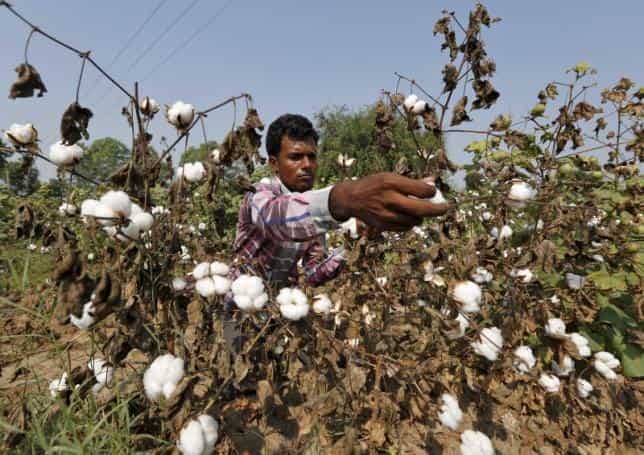 Govt withdraws notification on Bt cotton, to seek public views | Zee ...