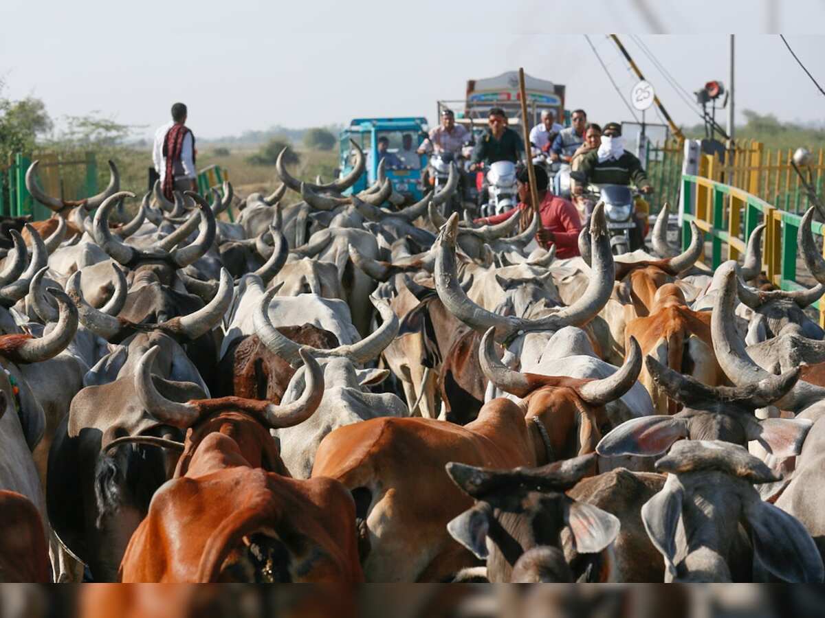 India is world's third-biggest beef exporter: FAO report | Zee Business