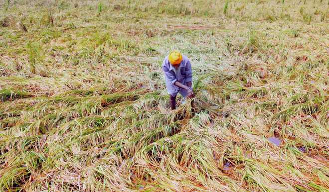 Rabi crops sowing crosses 632 lakh hactare in 2017-18