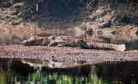 As summer holidays beckon, try crocodile safari in Chiplun, Maharashtra