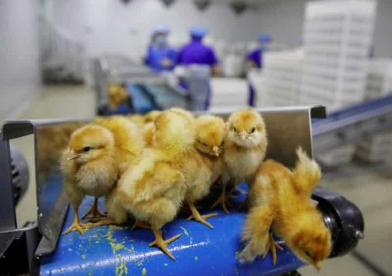 China's chickens need to lay a billion eggs a day. Here's how! | Zee ...
