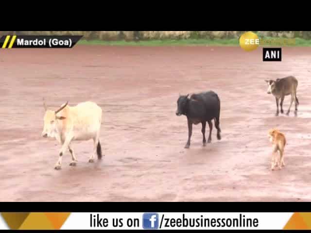 She is one of the best players, say locals on viral video of cow ...
