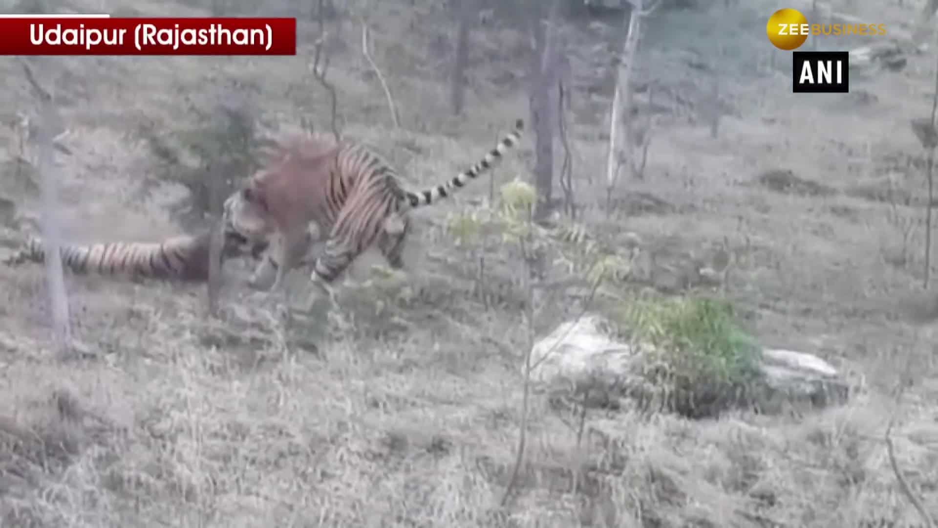 Tiger kills tigress after breaking barrier between enclosures in ...
