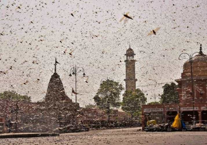 Locust attack in Delhi: Government issues advisory, lists things to do