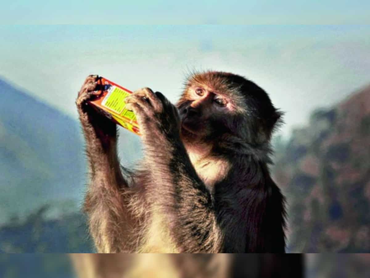 Rs 4 lakh in bag, Monkey caught throwing money on streets in Uttar ...