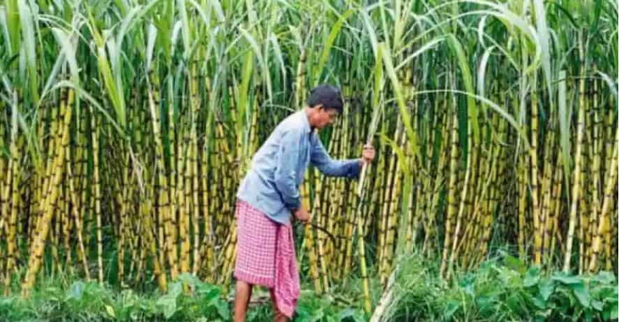 Highest-ever FRP Approved! Government nod to fair and remunerative ...