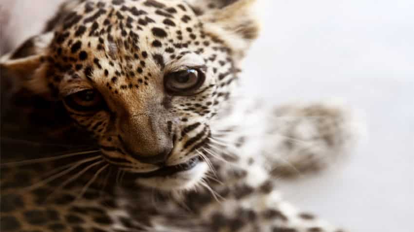 Birth of rare Arabian Leopard cub marks significant milestone in saving ...