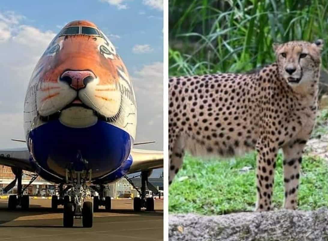 Watch: Special Aircraft To Get Eight Cheetahs From Namibia; First Batch ...
