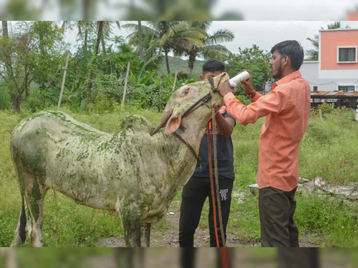 Lumpy Skin disease: Over 67,000 cattle dead - how it spreads, symptoms ...
