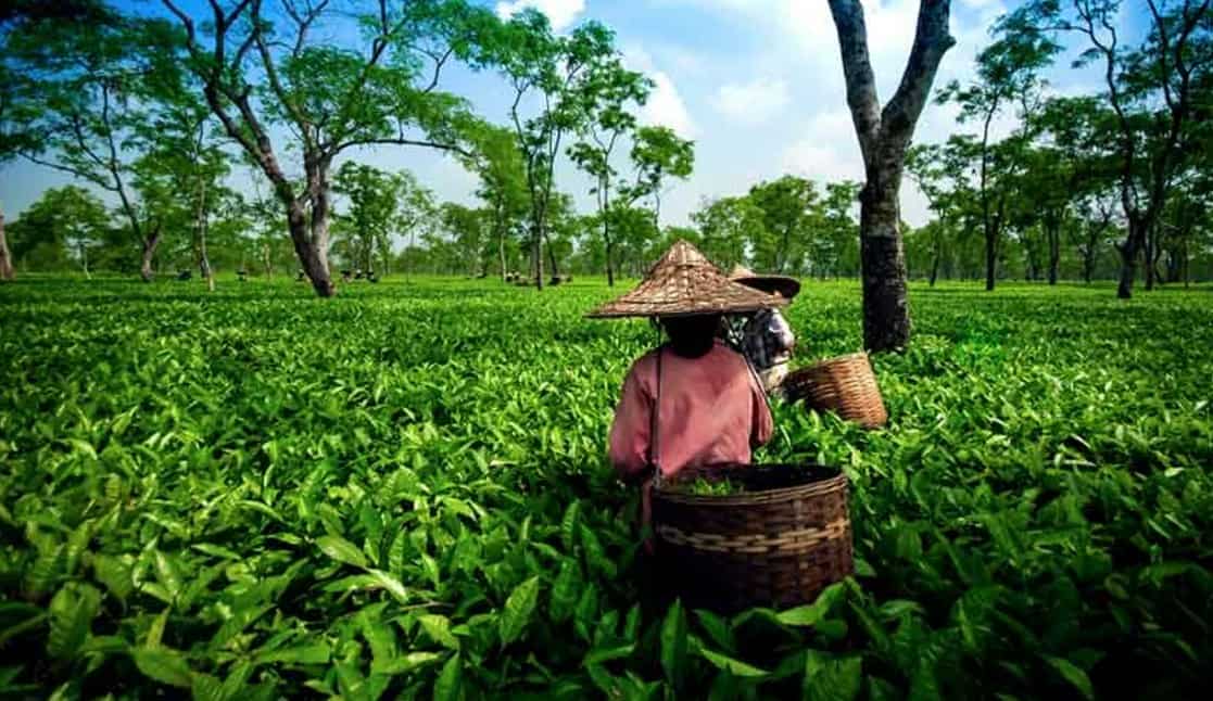 Dhunseri Tea's Share Jumps Upto 18% As It Acquires 2 Estates From ...