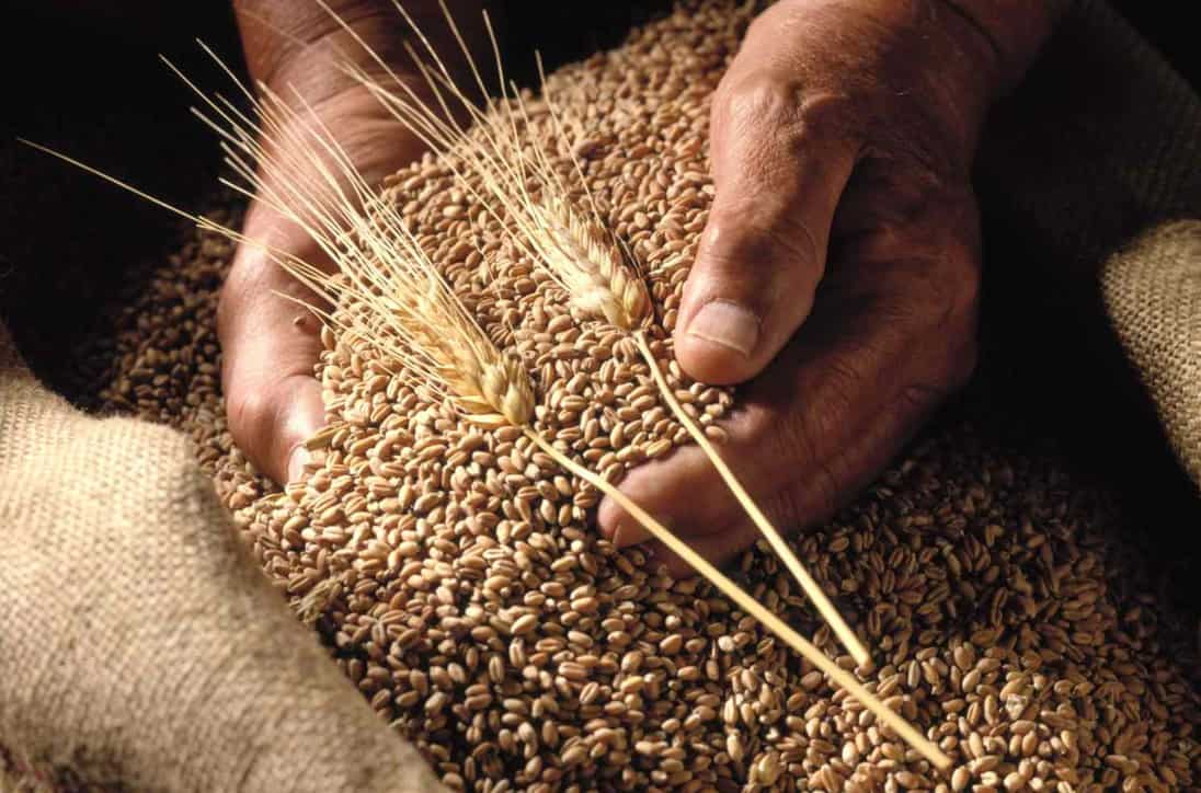 Commodities Live: Wheat Prices Hit Record High, 1 Quintal Wheat Price Reaches Rs 2,915 | Zee ...