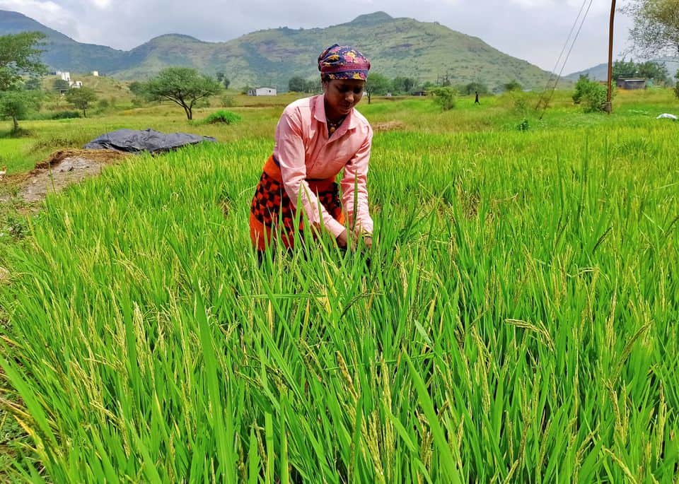 Govt's paddy procurement rises 10% to 541.90 lakh tonne