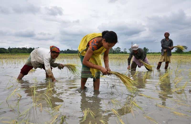 ITC announces initiative to promote millets in food