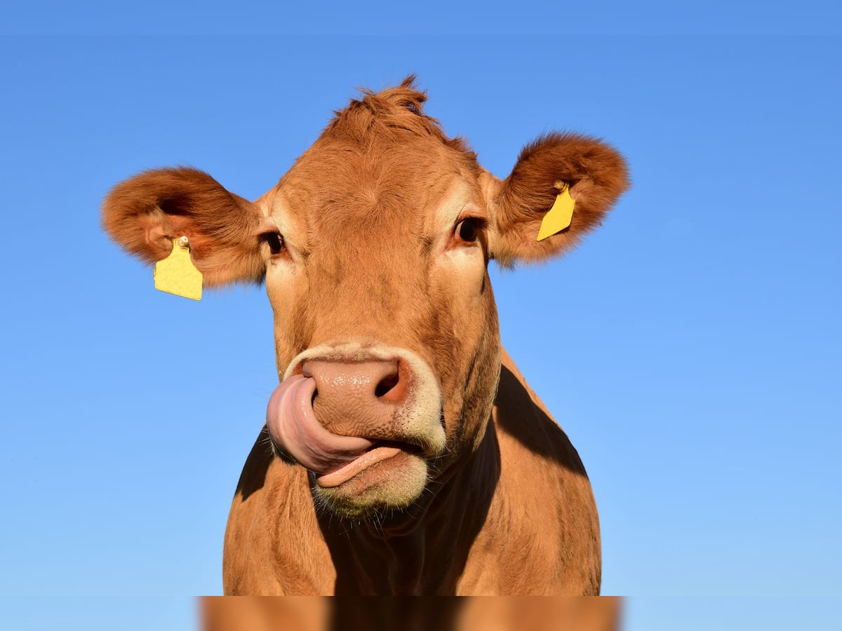 Bovine love on Valentine's Day: Animal welfare body to celebrate February 14 as 'Cow Hug Day ...