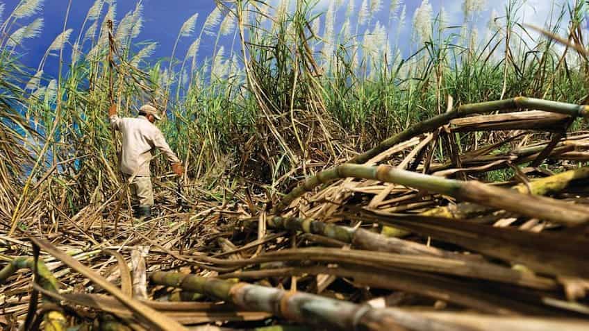 A sugar company declares 200% dividend; here’s how it has been treating ...
