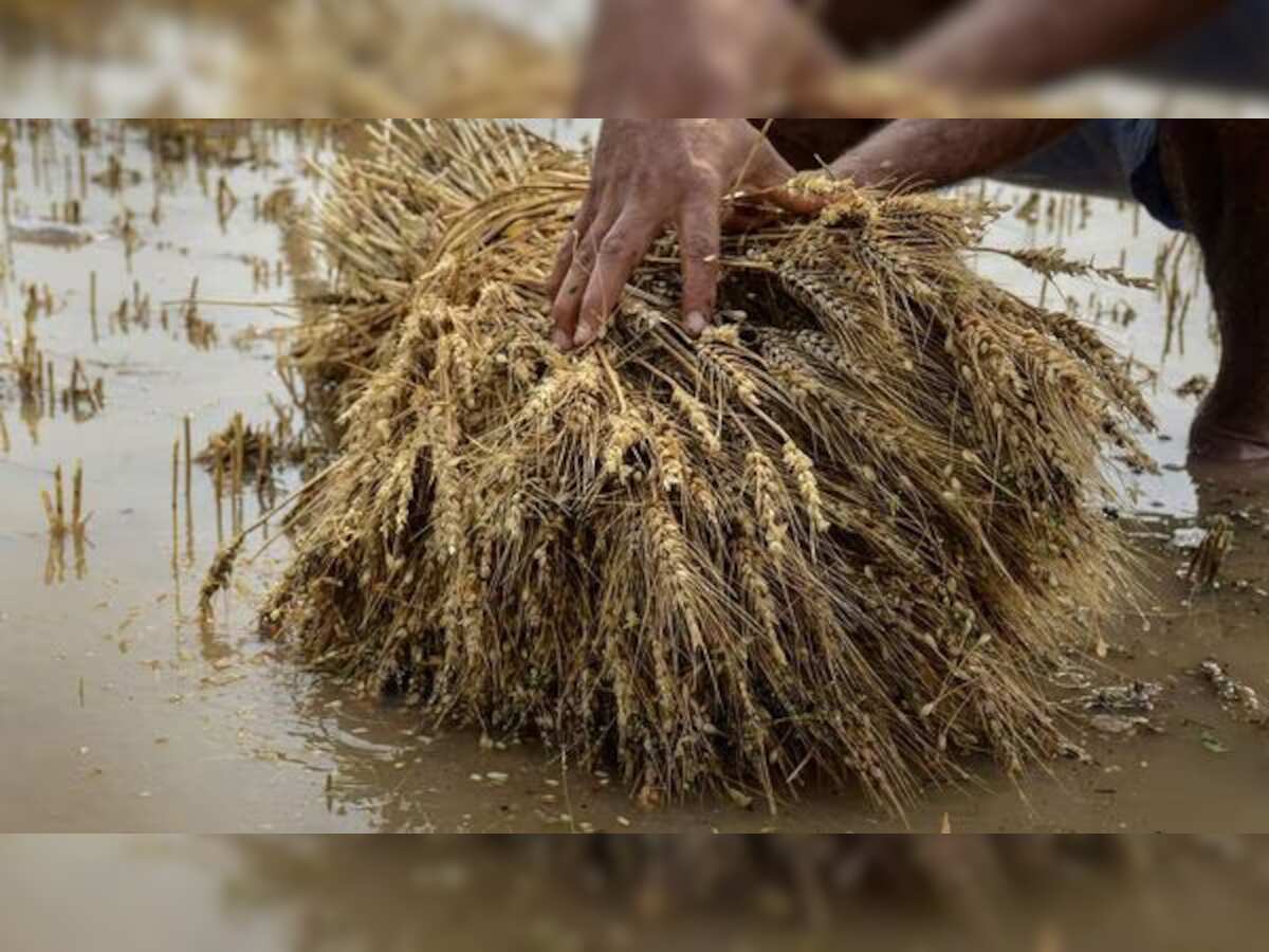 Crop loss to be discussed in next cabinet meet, aid to rain-affected ...