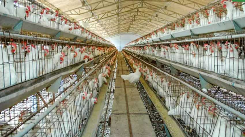 Venky's, SKM: Poultry shares to watch out for as chicken prices fall 50 ...