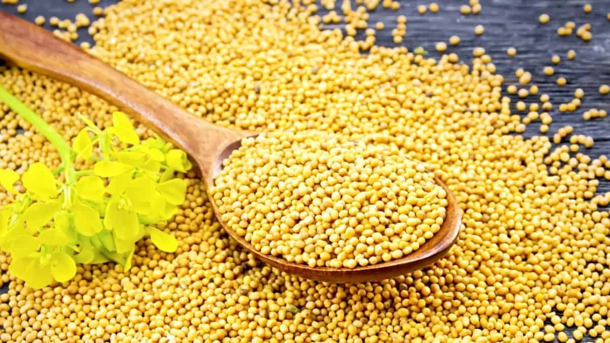 Commodities Live: Why Mustard Market Has Seen A Substantial Drop In ...