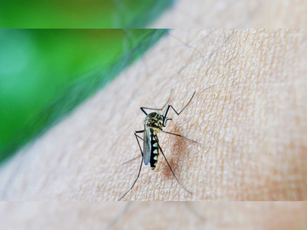 World Malaria Day: Theme, history, significance - all you need to know ...
