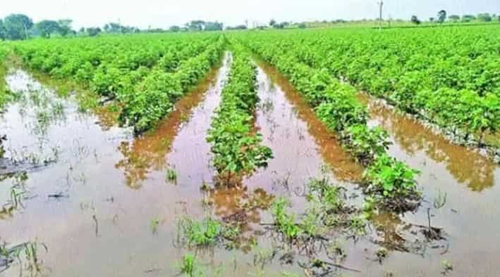 Farmers suffer as unseasonal rains take toll on crops: List of govt ...