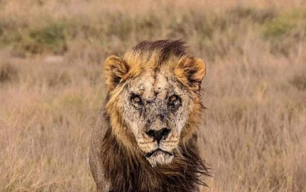 Kenya: Shepherds Kill 'Loonkito', One Of The Oldest Wild Lions In The World