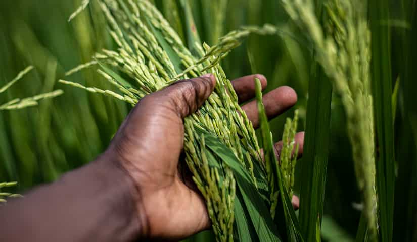 Governement rice procurement reaches 55.8 million tonnes and wheat 26.2 ...