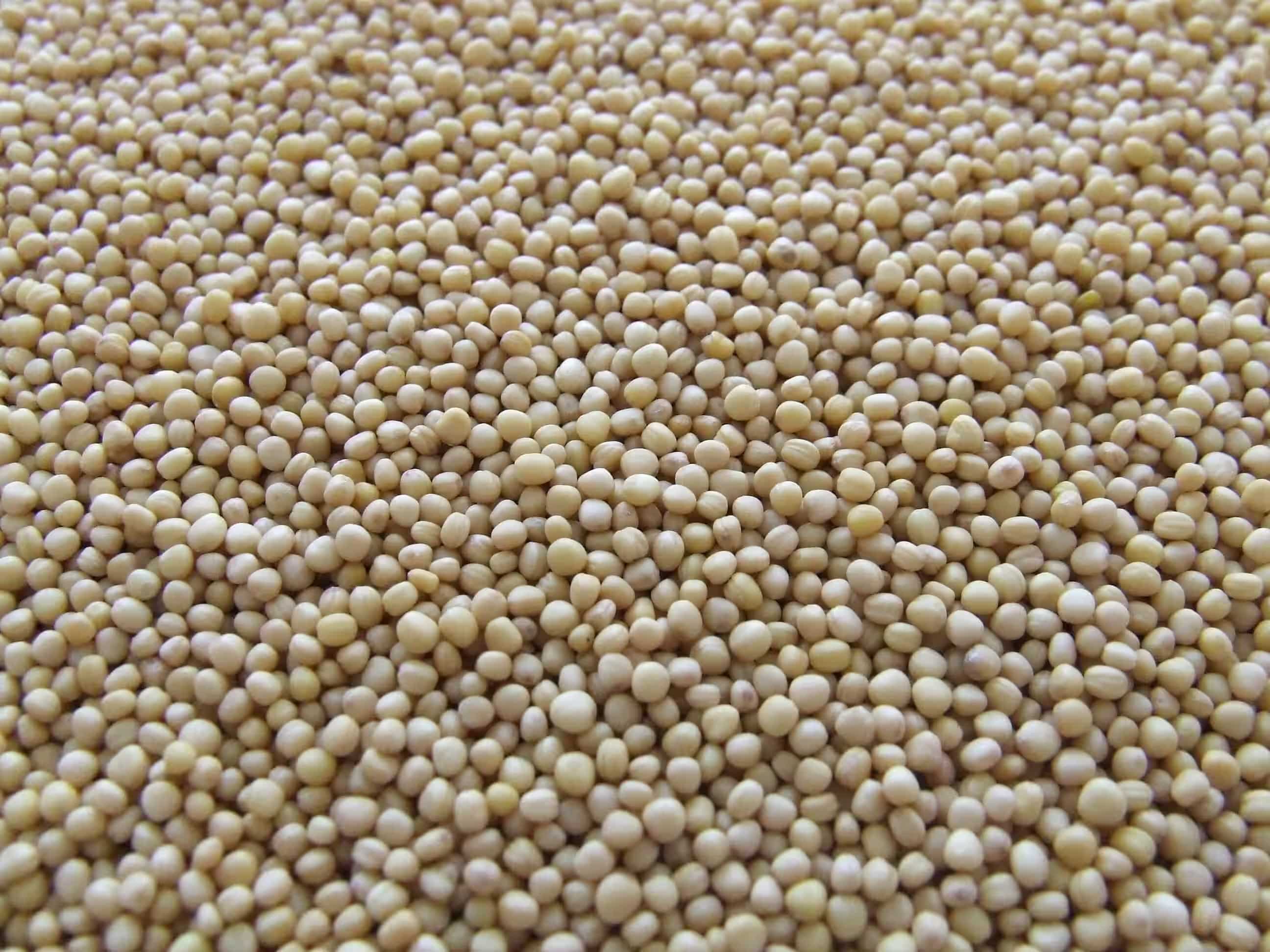Guar seed futures rise on spot demand
