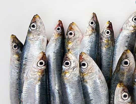 Mukka Proteins gets Sebi nod to float IPO